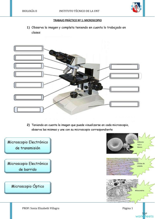 Hoja De Trabajo Sobre Las Partes Del Microscopio