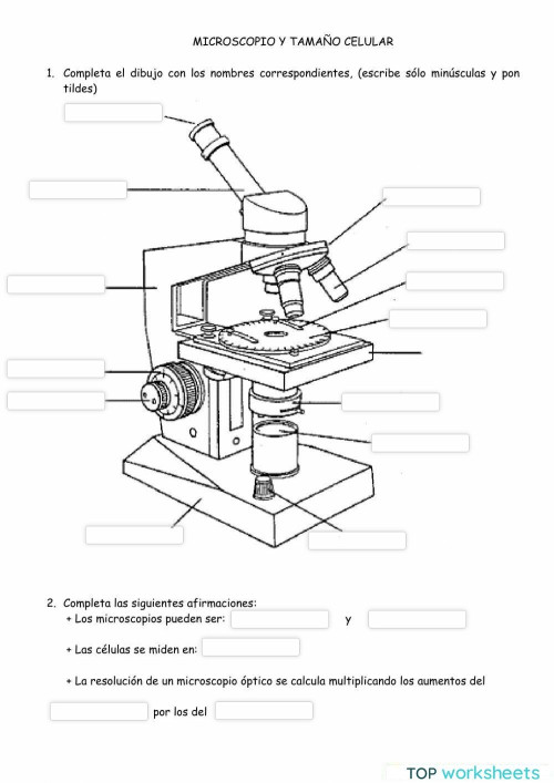 Hoja De Trabajo Sobre Microscopio Para La Escuela Secundaria
