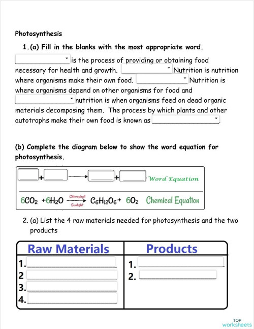 photosynthesis. Interactive worksheet | TopWorksheets