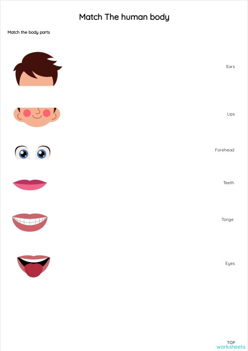 Match The human body. Interactive worksheet | TopWorksheets
