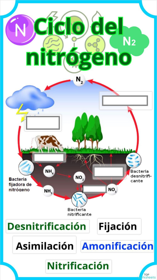 Hoja De Trabajo Sobre El Ciclo Del Nitrógeno Para Niños