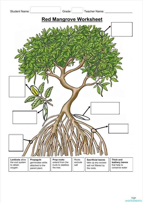 MANGROVE FOREST. Interactive worksheet | TopWorksheets