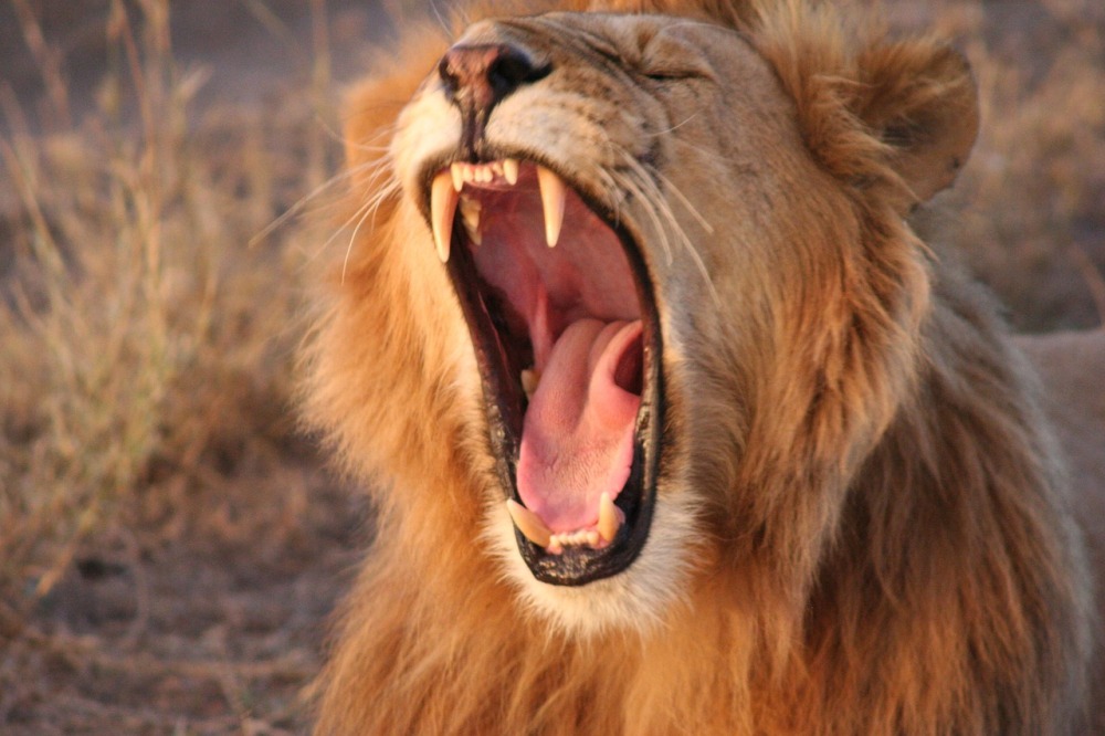 Let's Learn Animals in English!. Interactive worksheet | TopWorksheets