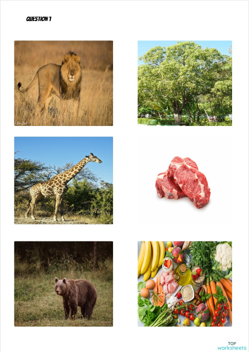 Activity 10: Match animals. Interactive worksheet | TopWorksheets