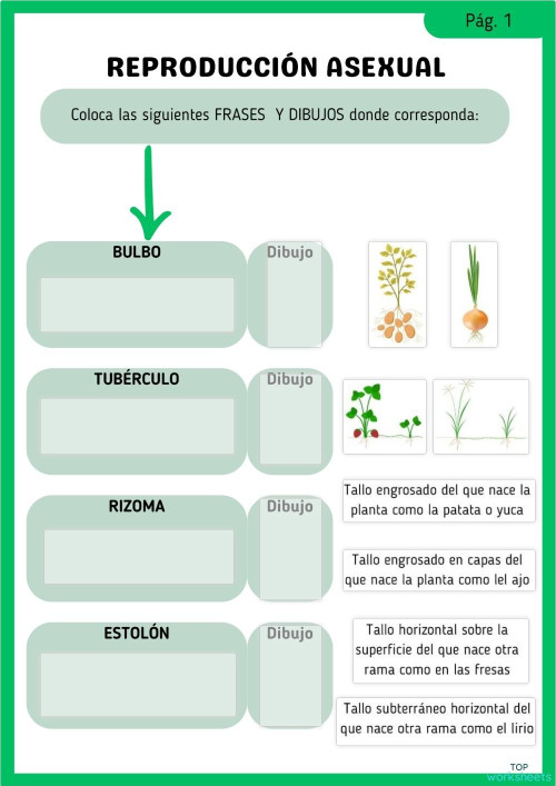 REPRODUCCIÓN DE LAS PLANTAS. Ficha interactiva | TopWorksheets