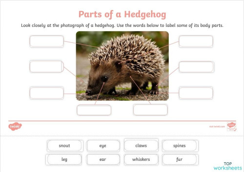 Spider Body Parts. Interactive worksheet | TopWorksheets