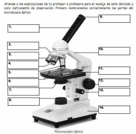 El Microscopio. Ficha interactiva | TopWorksheets