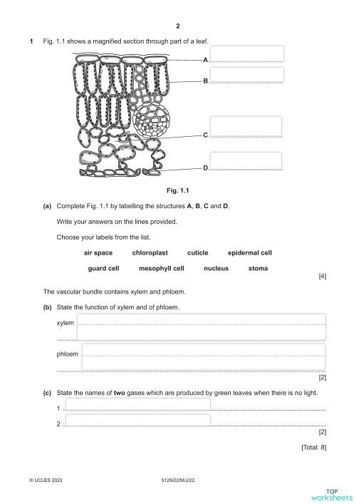 Revision 9. Interactive worksheet | TopWorksheets