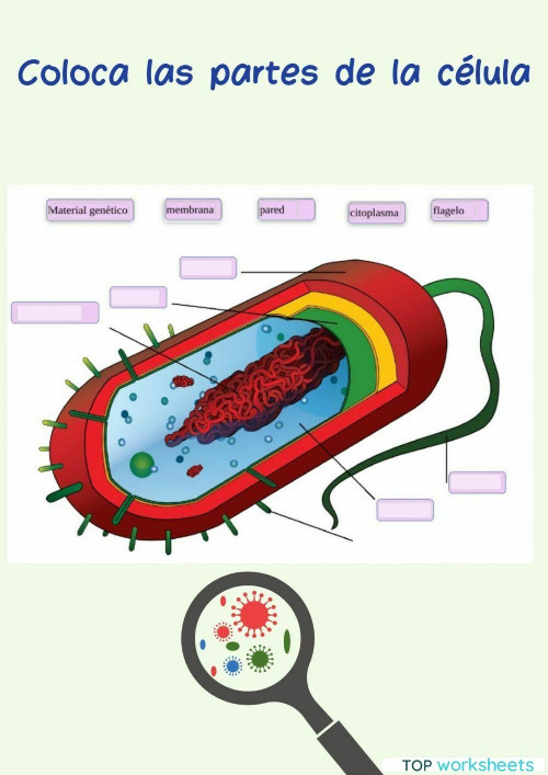 Célula bacteriana. Ficha interactiva | TopWorksheets