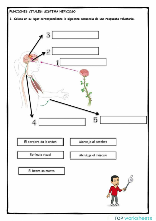 Respuesta voluntaria (Sistema nervioso). Ficha interactiva | TopWorksheets