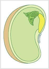 Hoja De Trabajo De Partes De La Semilla MANUAL PARA EL DOCENTE
