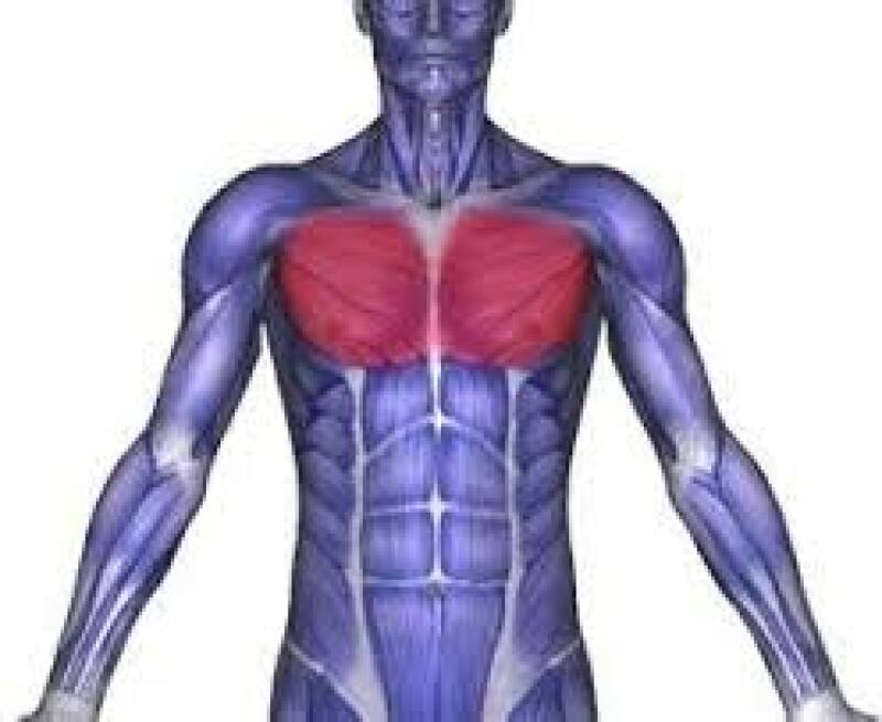 Bones, joints and muscles. Interactive worksheet | TopWorksheets