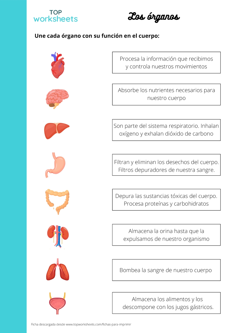 Ficha De Rganos Del Cuerpo Humano