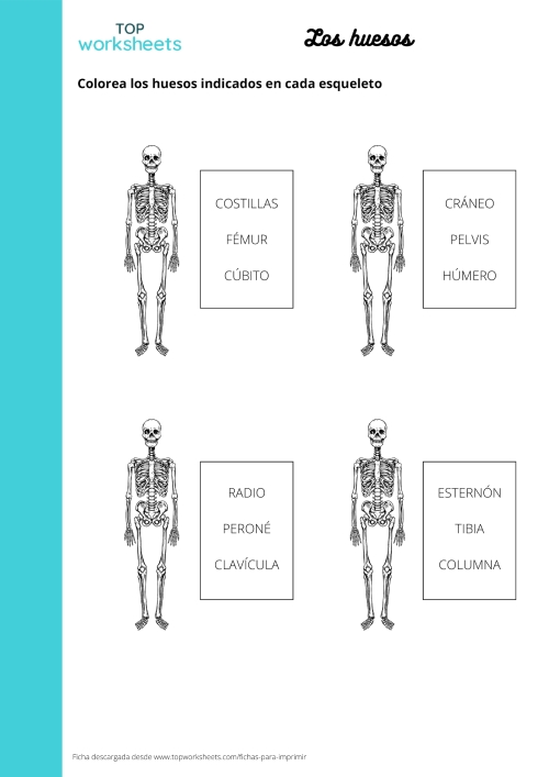 El esqueleto humano, ficha para imprimir | TopWorksheets