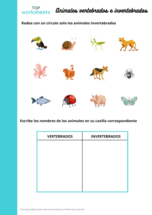 Fichas De Vertebrados E Invertebrados Animales Invertebrados. Fichas